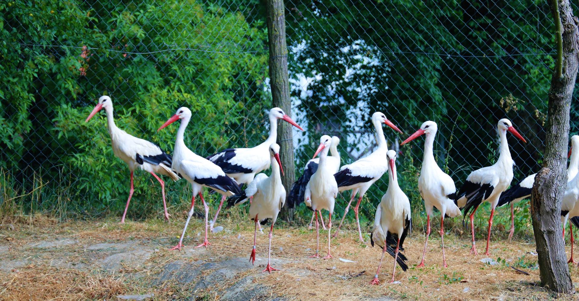 Dravska Priča • 24. kolovoz – Međunarodni dan bijele rode (Ciconia ciconia)