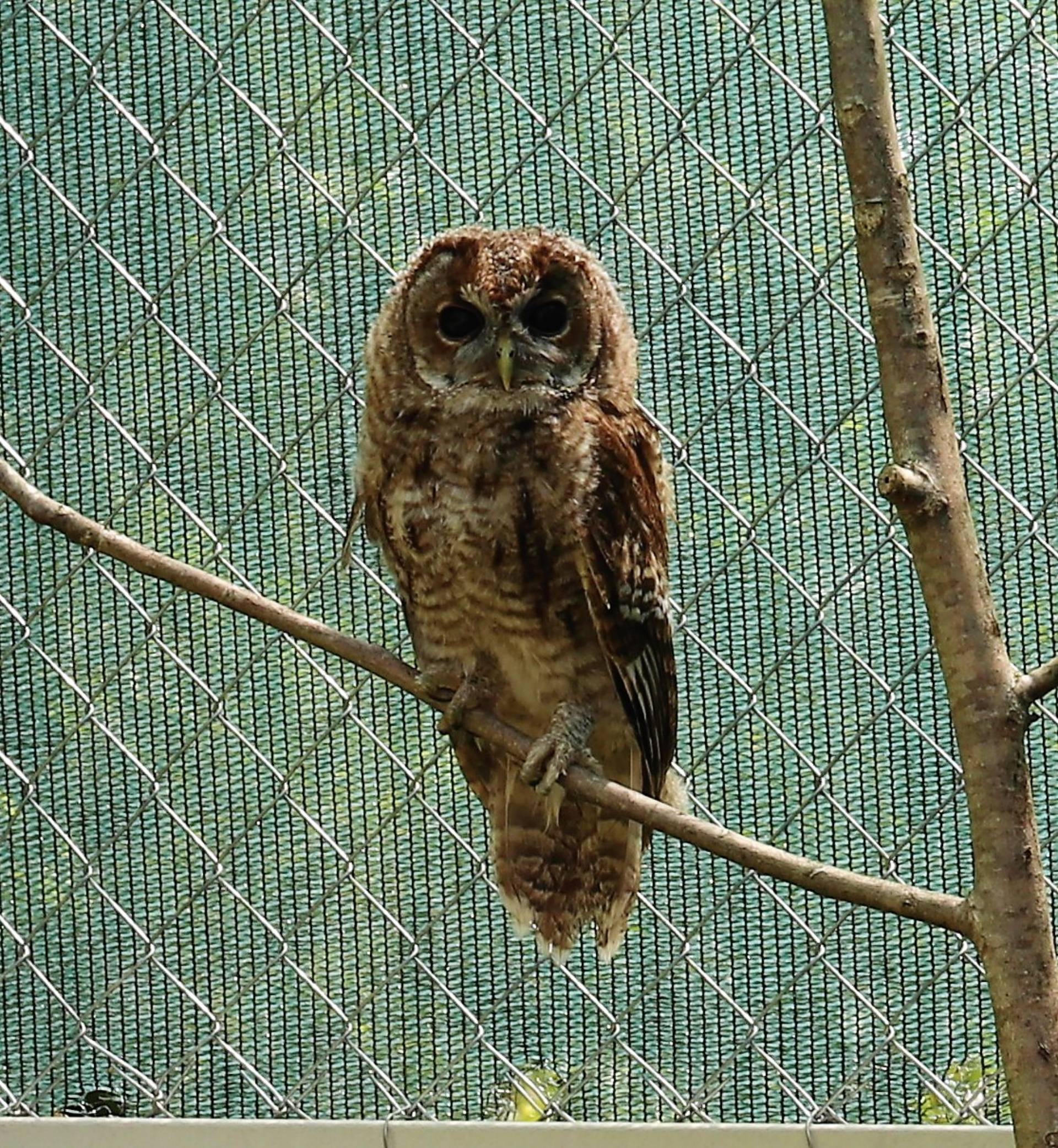 Dravska Priča • Oporavljena i vraćena u prirodu još jedna ptica grabljivica